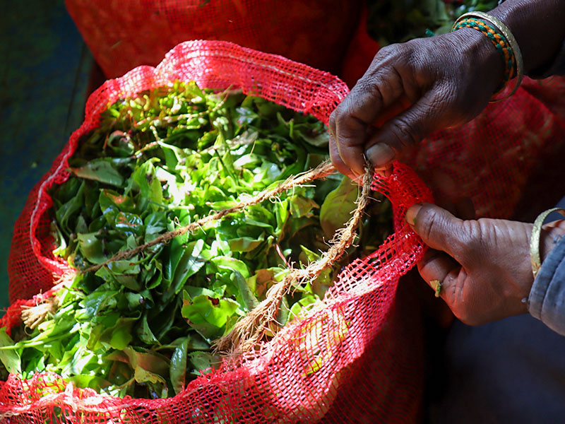 Things to do in Nuwara Eliya | Stafford Bungalow Experiences